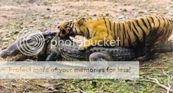 Tiger Vs Gator