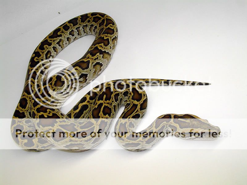 Snakes for Sale = Sheffield | Reptile Forums