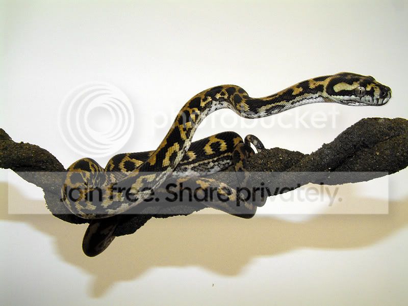 Snakes for Sale = Sheffield | Reptile Forums