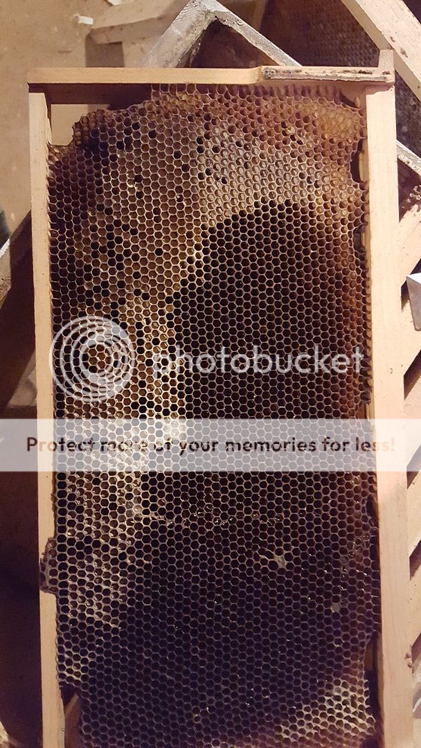 Drawn comb with moldy pollen, Can I use it? | Beesource Beekeeping Forums