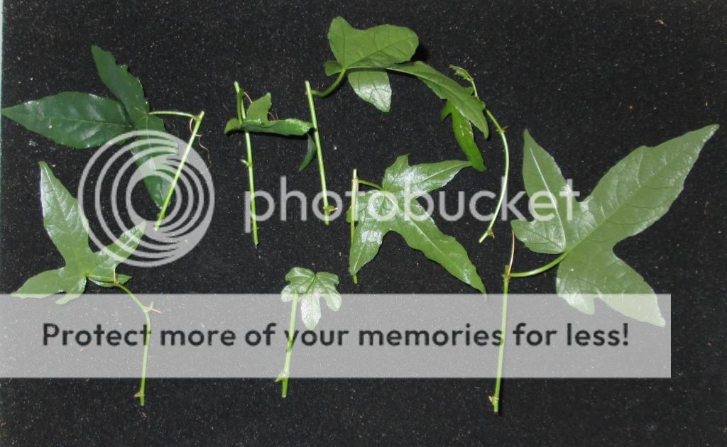 Propagation of Passiflora foetida by cuttings and seeds | TerraForums ...